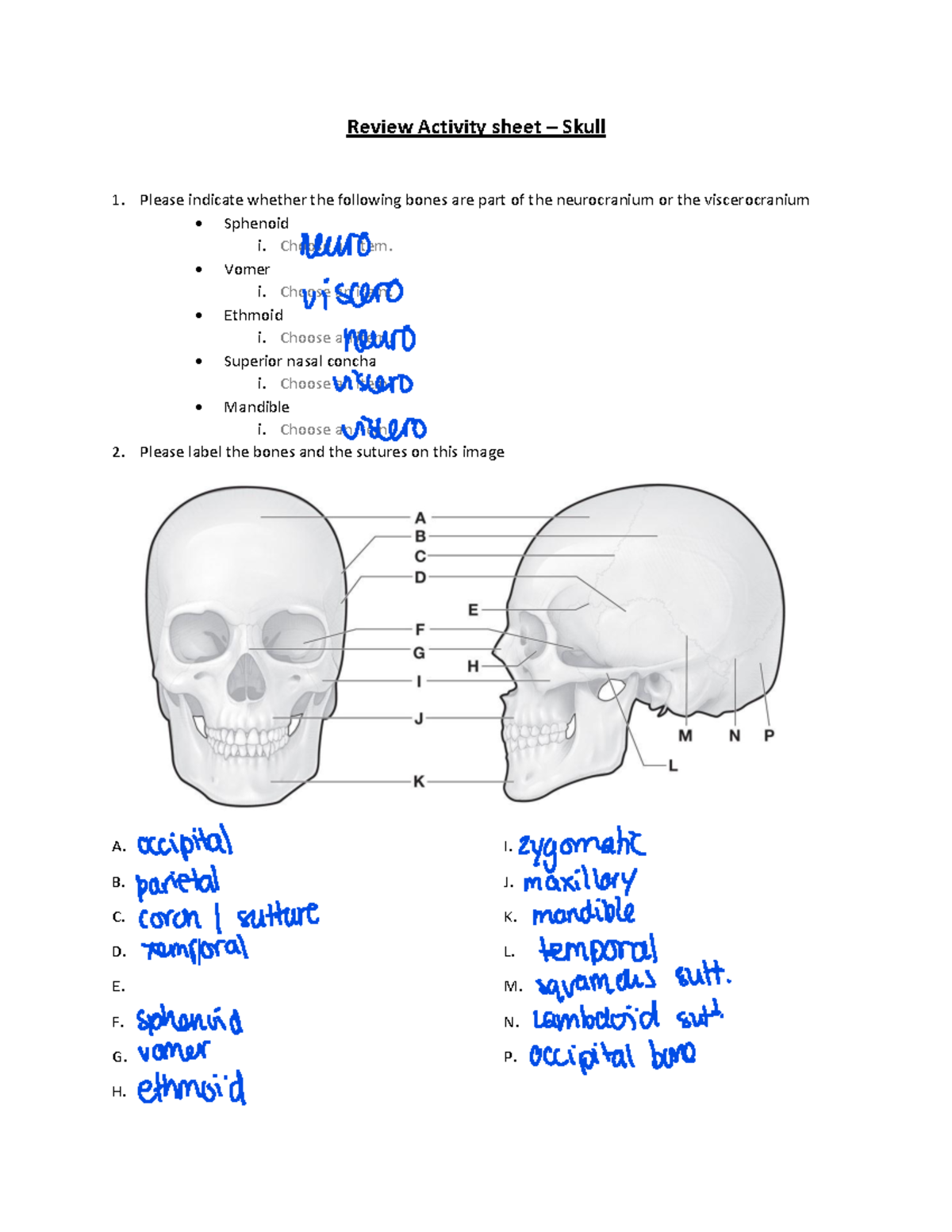 WS - skull - Worksheet - Review Activity sheet – Skull Please indicate ...