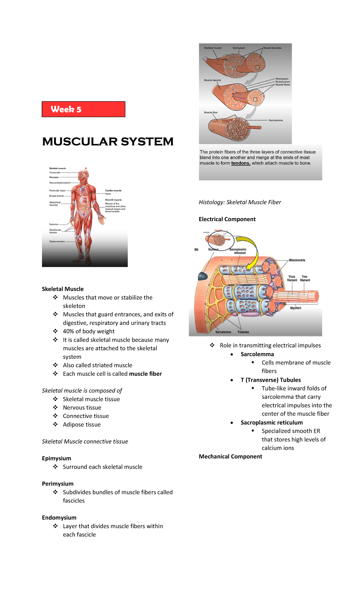 Muscular - lecture - MUSCULAR SYSTEM Skeletal Muscle Muscles that move ...