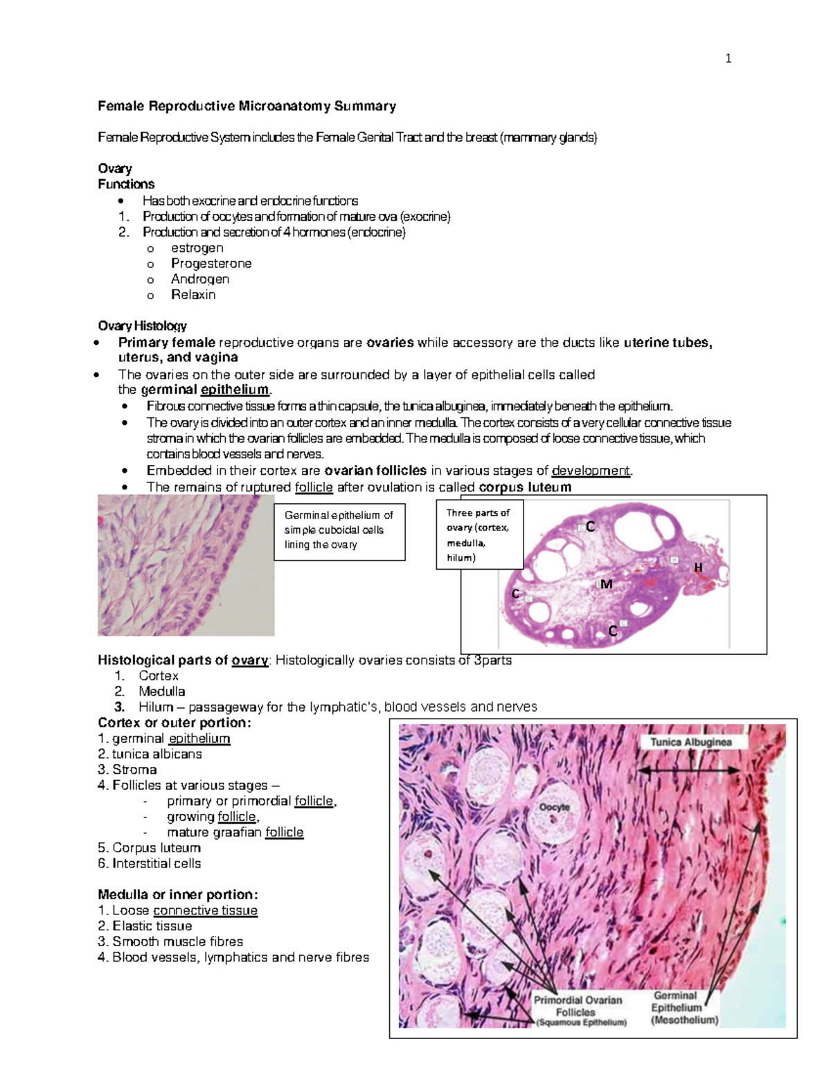 Female Reproductive Microanatomy Summary 1 - Female Reproductive ...