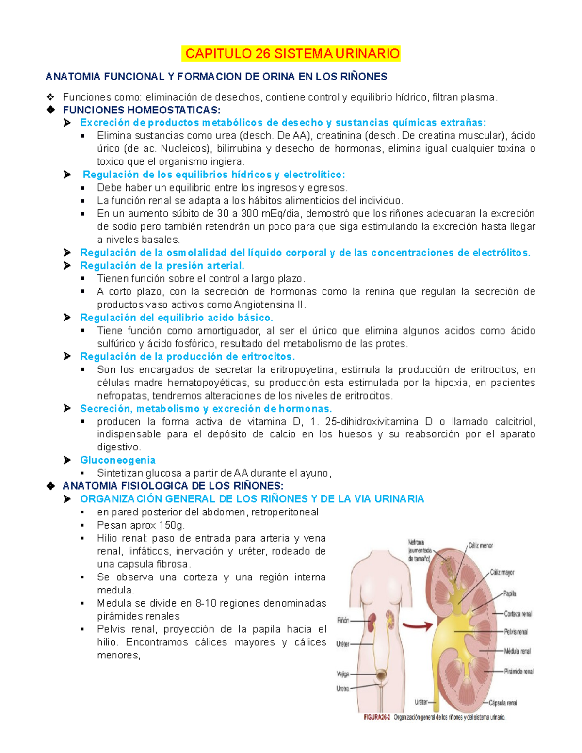 Capitulo 26 Sistema Urinario - CAPITULO 26 SISTEMA URINARIO ANATOMIA FUNCIONAL Y FORMACION DE ...