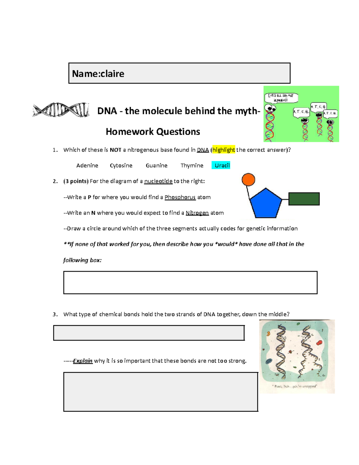 ap biology dan structure hw questions for studying - Name:claire DNA ...