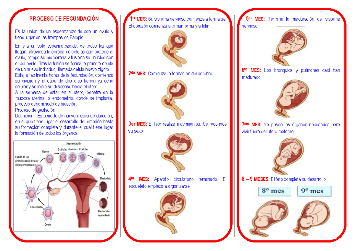 fecundación y embriones - PROCESO DE FECUNDACIÓN Es la unión de un ...