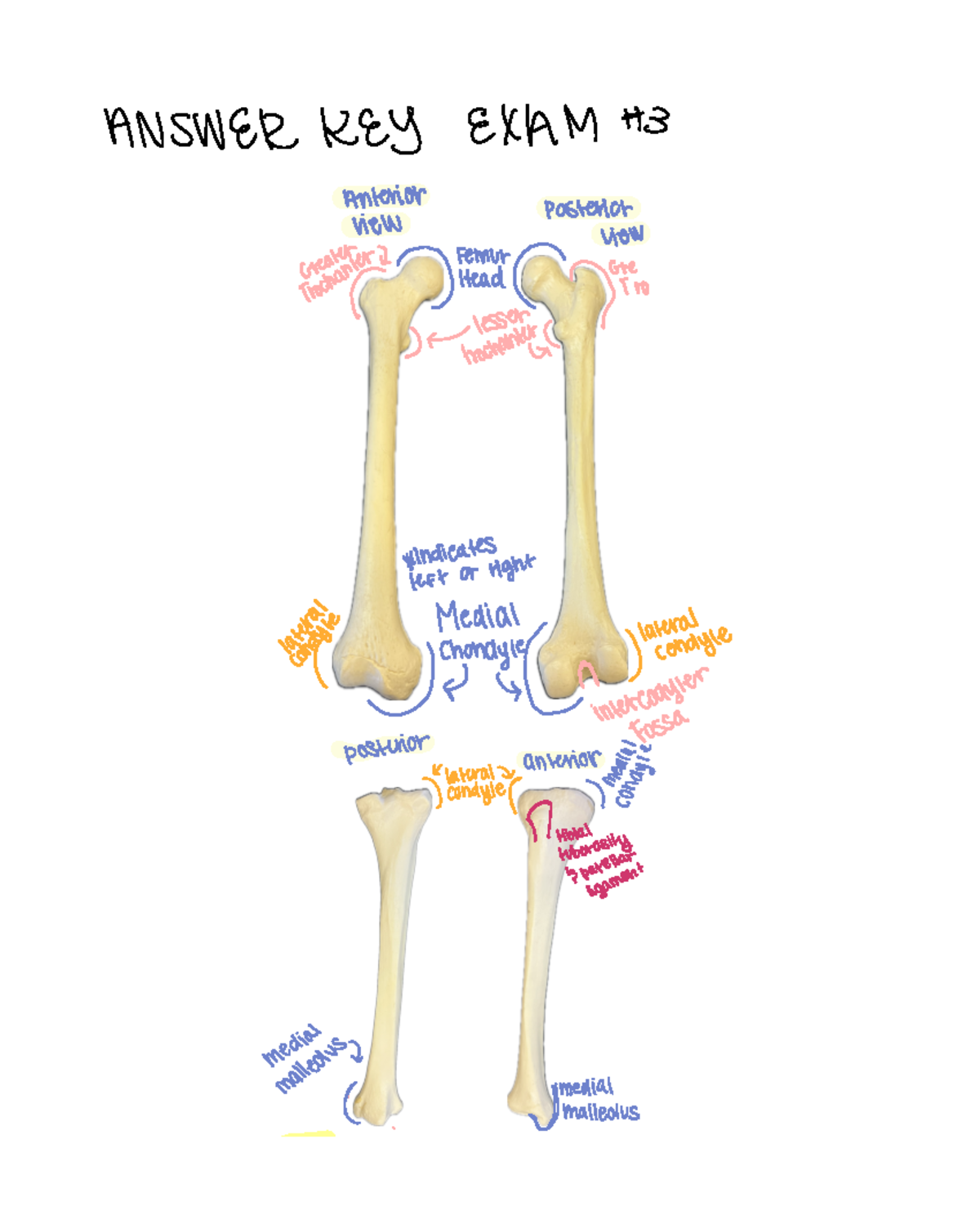 Final Exam: bones - ANSWER KEY EXAM 3 Anterior view Posterior view ...