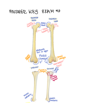 Lab practical #3 bone models - BoneModel shud Frontal Sphenoid Ethmoid ...