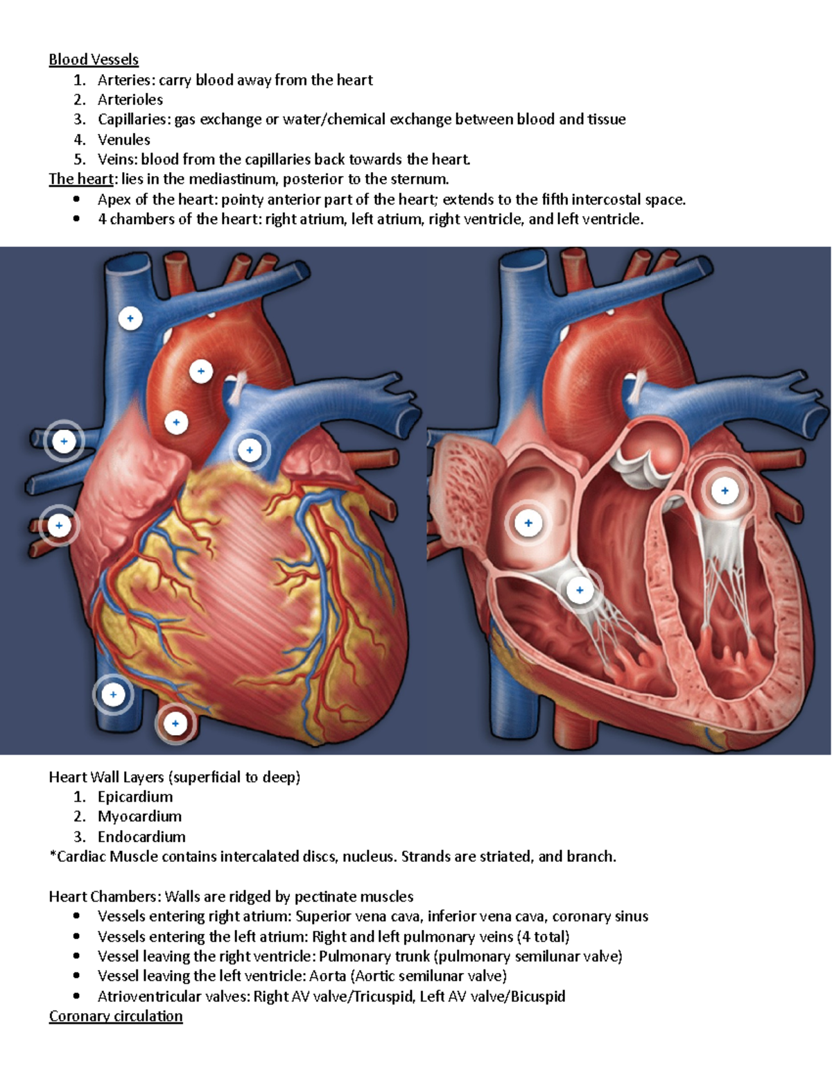 Lab Heart - lab - Blood Vessels 1. Arteries: carry blood away from the ...