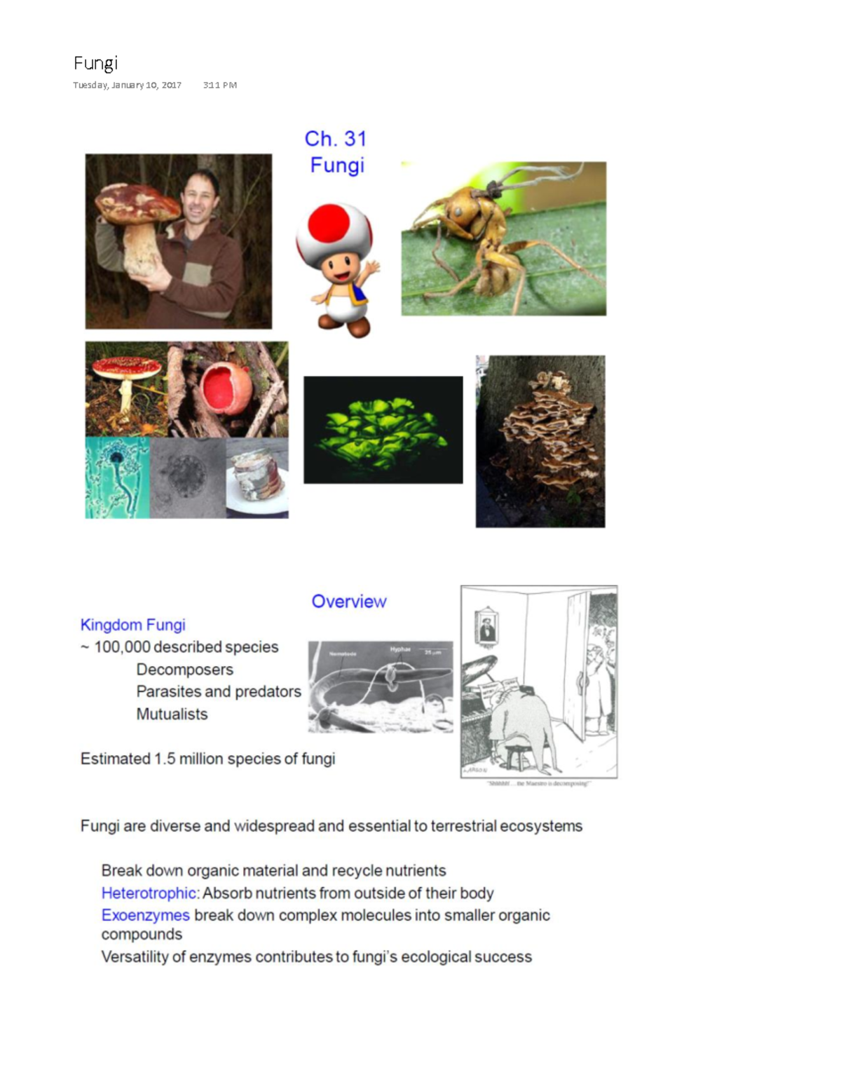 Biol 1108 Fungi Warning Tt Undefined Function 32 Warning Tt