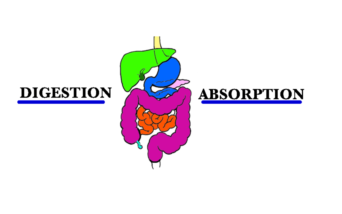 Digestion AND Absorption [ Xylem Learning] - DIGESTION • • ABSORPTION ...