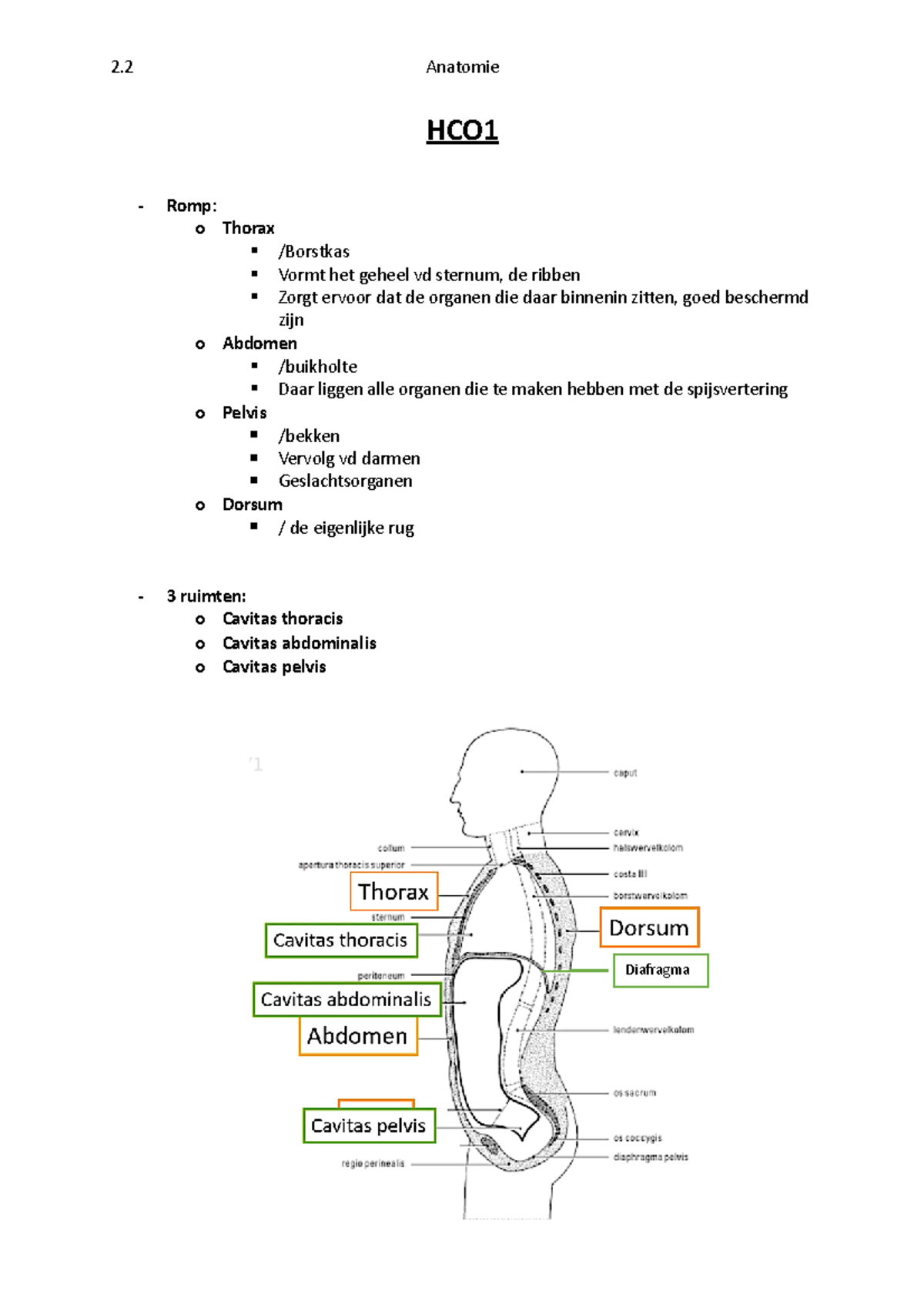 Schijf 1, Module 2; HCO1 - HCO - Romp : o Thorax /Borstkas Vormt het ...