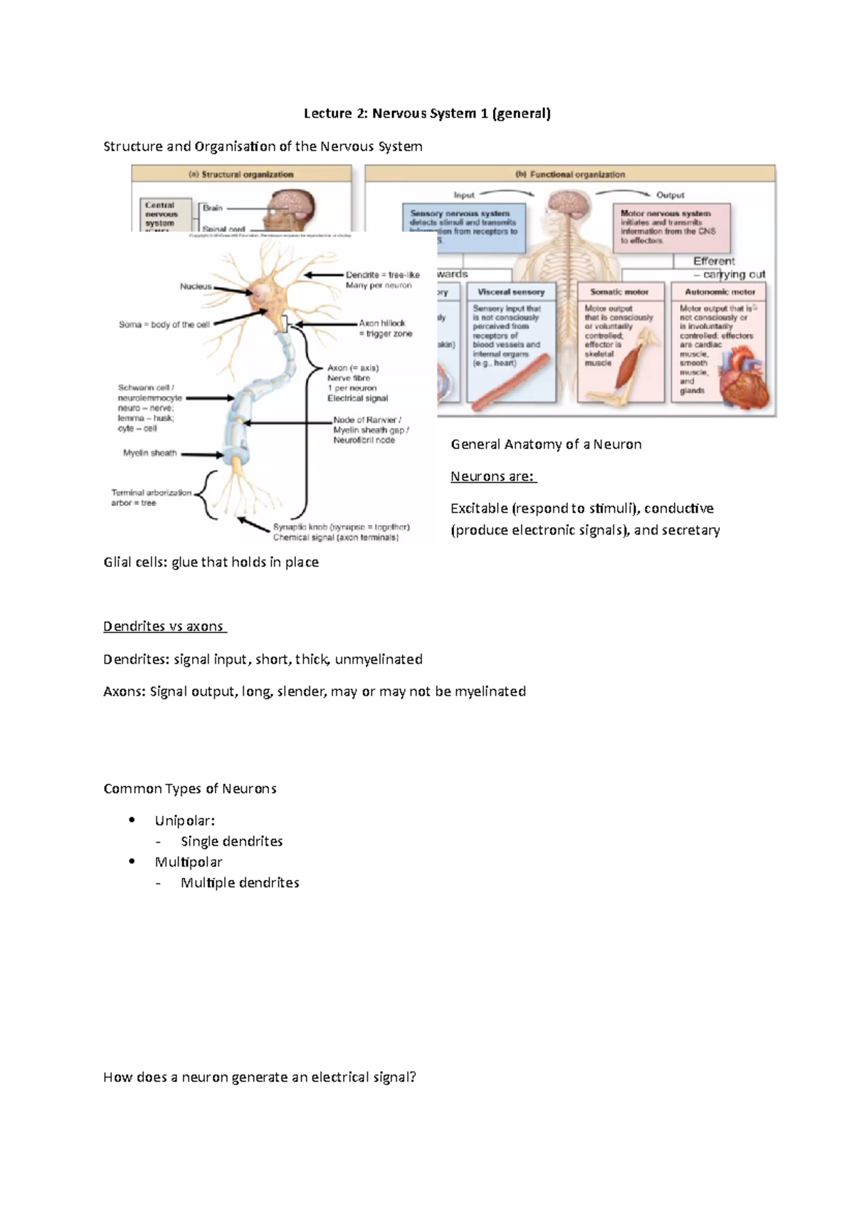 Nervous System - ,x, - Lecture 2: Nervous System 1 (general) Structure ...