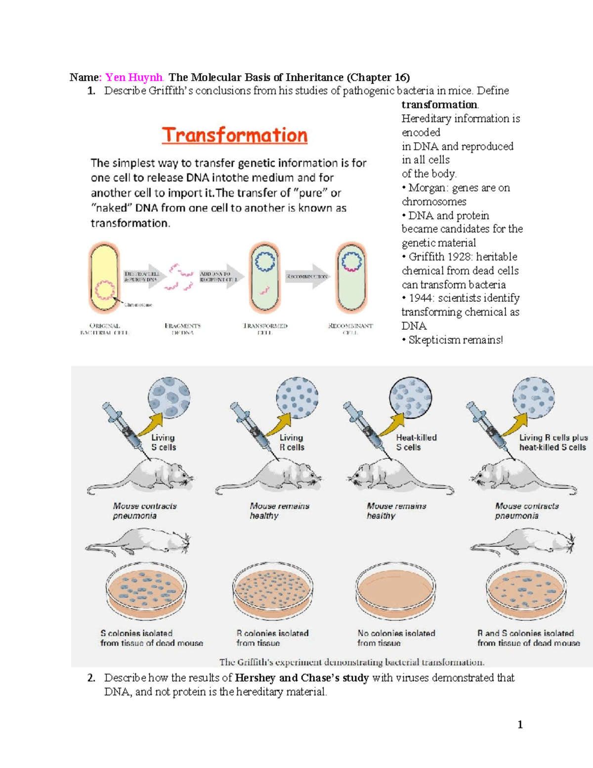 (Chapter 16) The Molecular Basis of Inheritance - Name : Yen Huynh ...