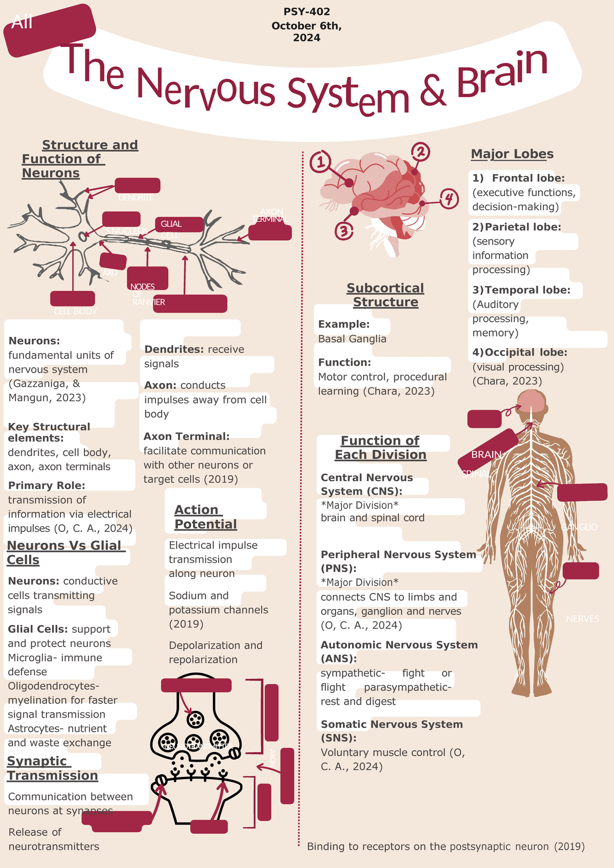 The Nervous System and Brain - S m e st Structure and Function of ...