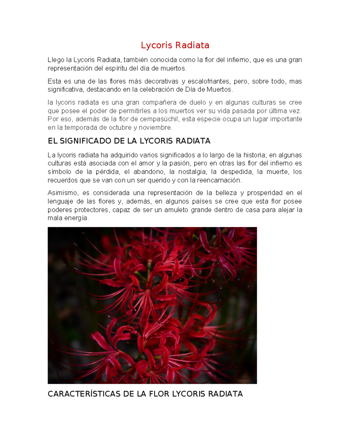 Lycoris Radiata - HERBOLARIA - Lycoris Radiata Llego la Lycoris Radiata ...