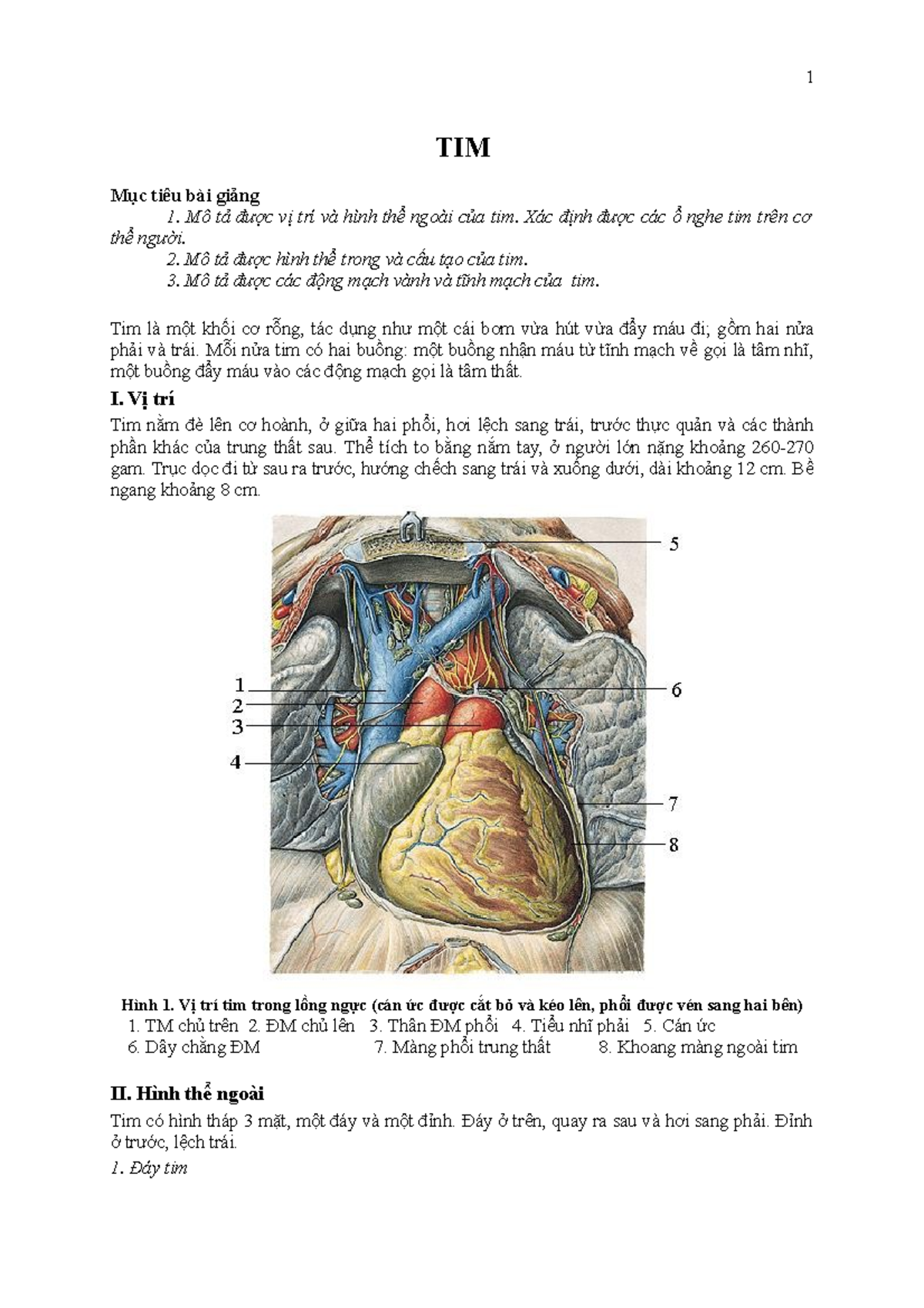 Tim giáo trình - Tim giáo trình - TIM Mục tiêu bài giảng 1. Mô tả được vị trí và hình thể ngoài ...