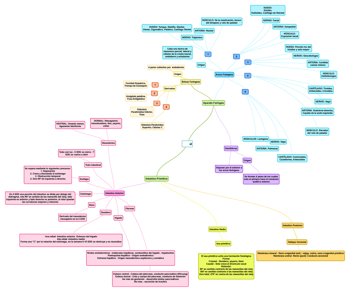 Aparato faríngeo - Aparato Faríngeo Bolsas Faringeas Origen 4 pares ...