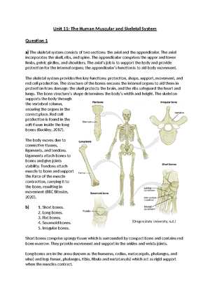 Unit 13 - the human muscular and skeletal systems - The human muscular ...