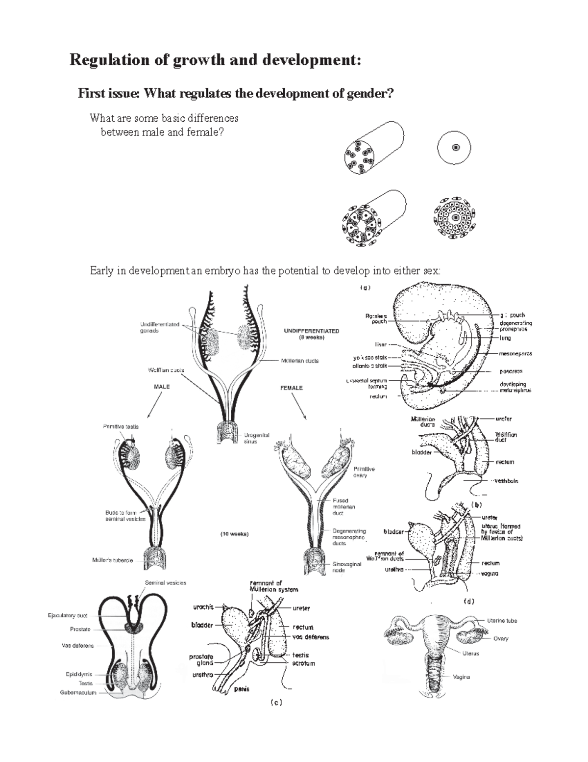 33 growth&development Human Physiology Notes, Temme - Regulation of ...