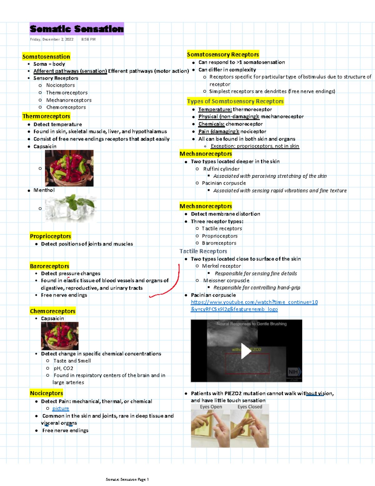 Somatic Sensation - Lecture note with picture - Somatosensation Soma ...