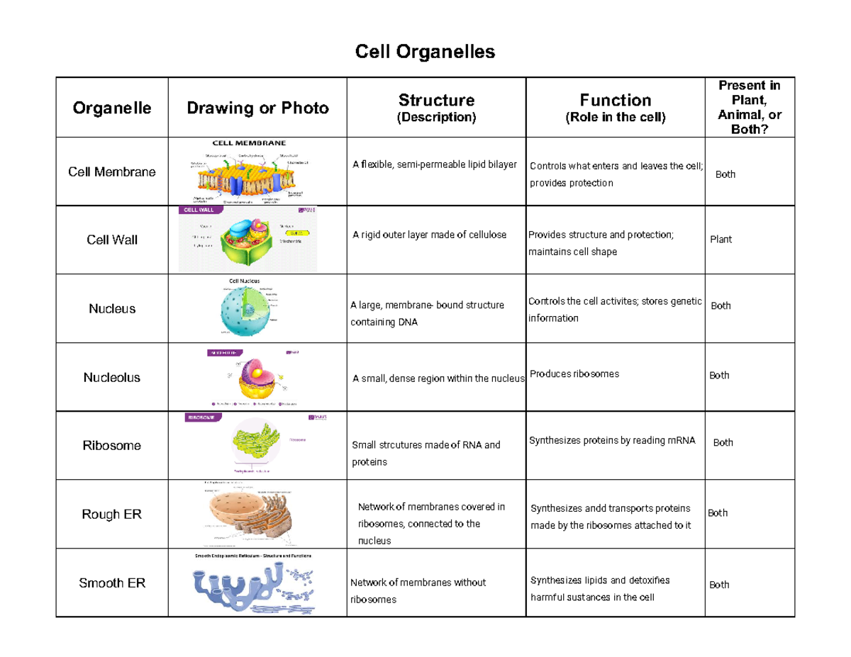 Kami Export - Cell organelles chart - Cell Organelles Organelle Drawing ...