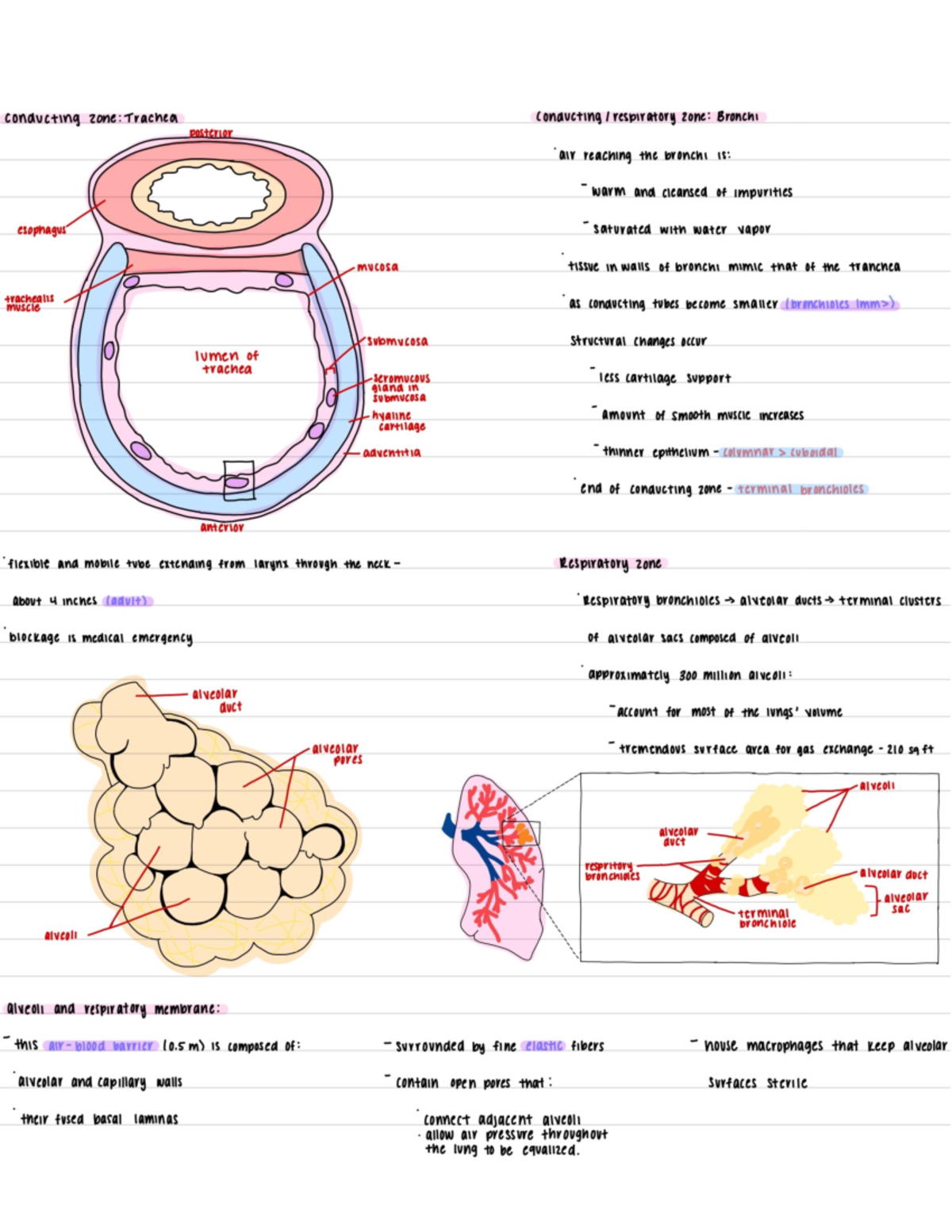 Respiratory 3 - BIO 222 - Studocu