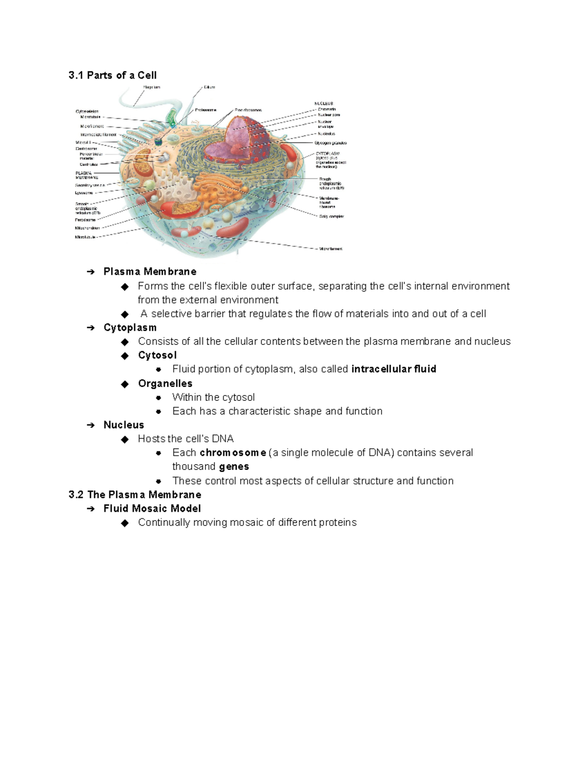 Chapter 3 The Cellular Level of Organization - 3 Parts of a Cell Plasma ...