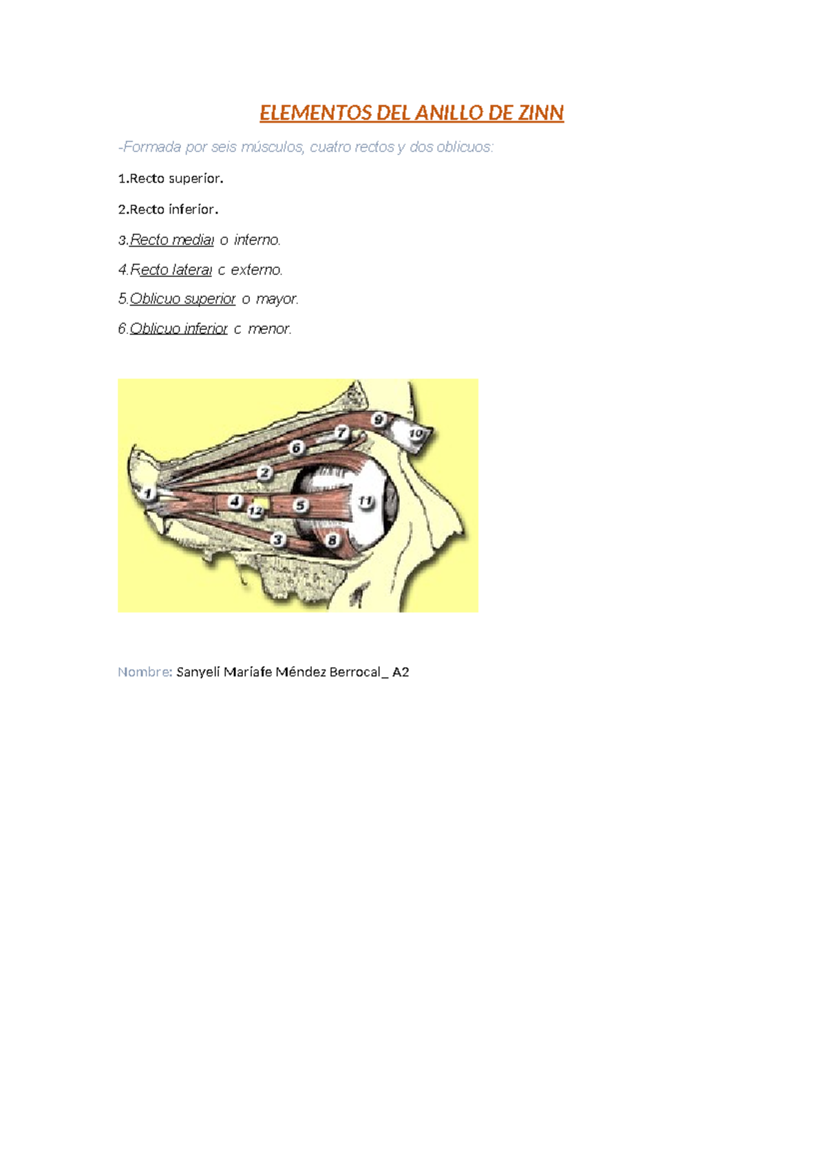 Elementos DEL Anillo Tendinoso DE ZINN Sanyeli - Anatomia 1 - ELEMENTOS ...