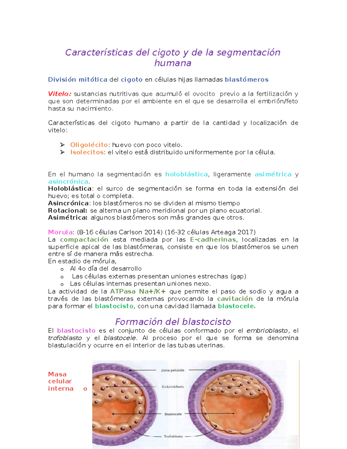 Embriología implantación - Características del cigoto y de la ...