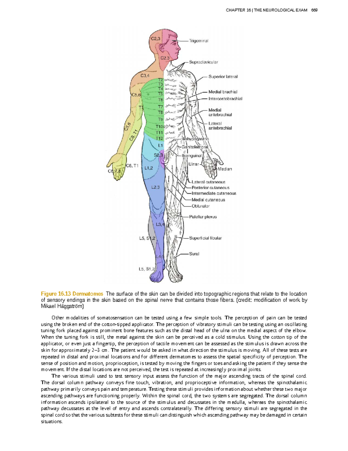 Ana Phy-216-220 - Anaphy Lectures Collection - Figure 16 Dermatomes The ...