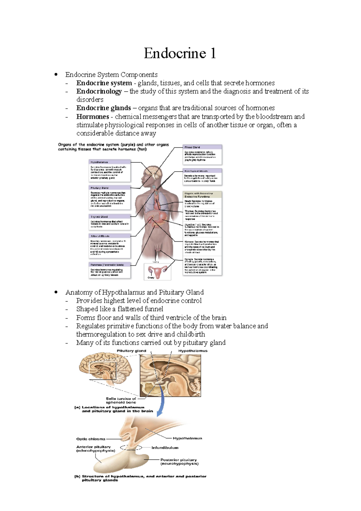 Endocrine 1 - Endocrine 1 Endocrine System Components - Endocrine ...