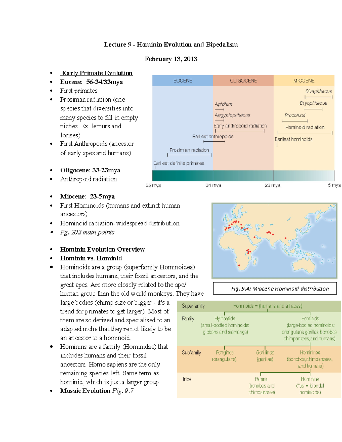 Lecture 9 - Hominin Evolution and Bipedalism - Lecture 9 - Hominin ...