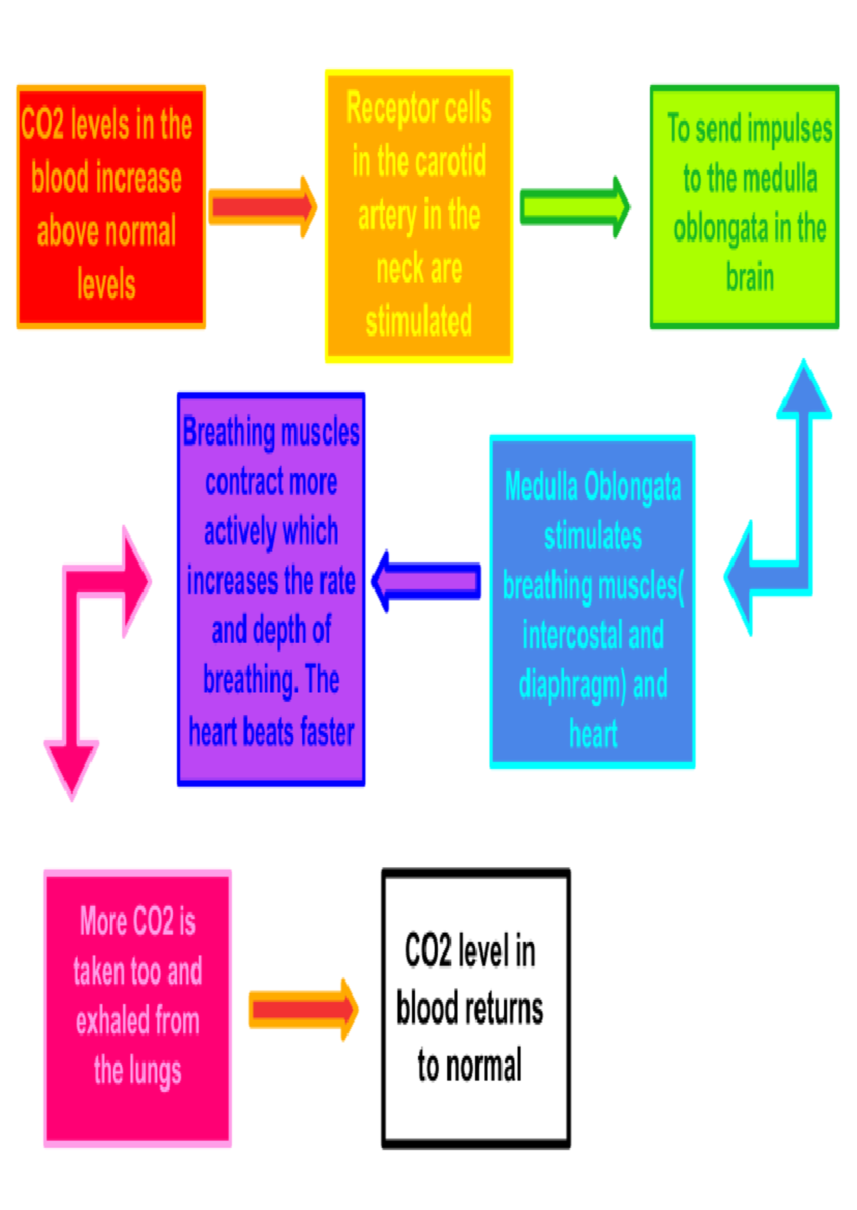 Simple bio diagrams for endocrine system - CO2 levels in the Receptor ...