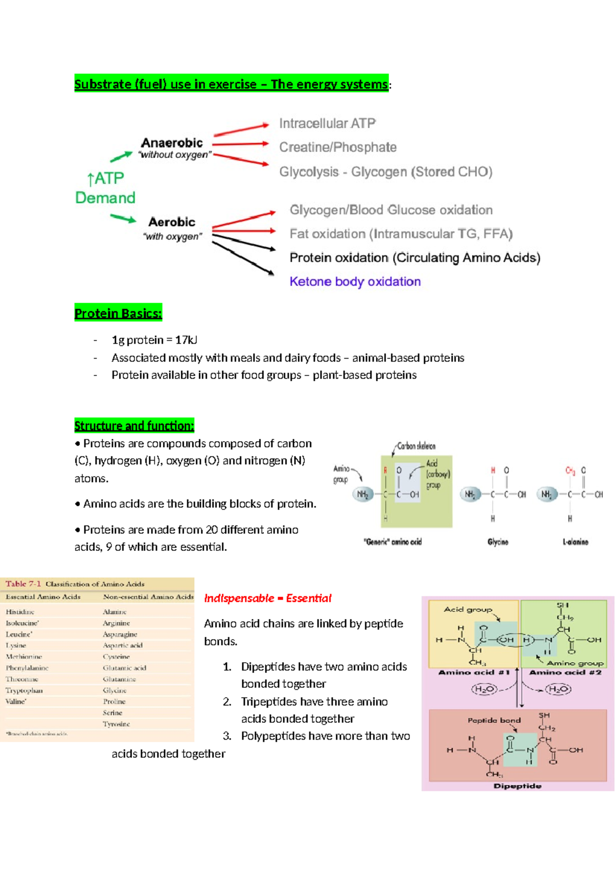 WK6 Protein - Lecture notes Week 6 - Substrate (fuel) use in exercise ...