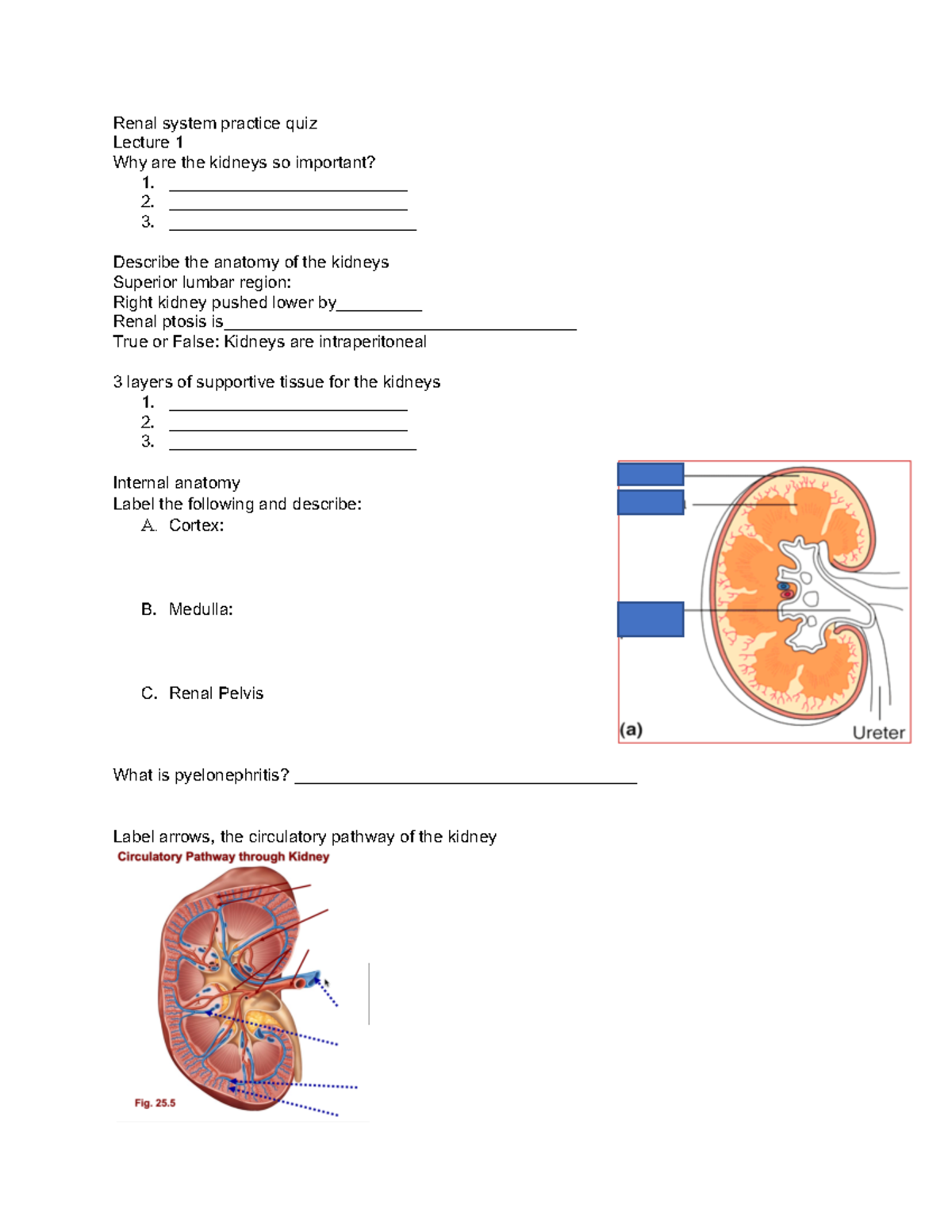 Renal system practice questions for lecture 1 - Renal system practice ...