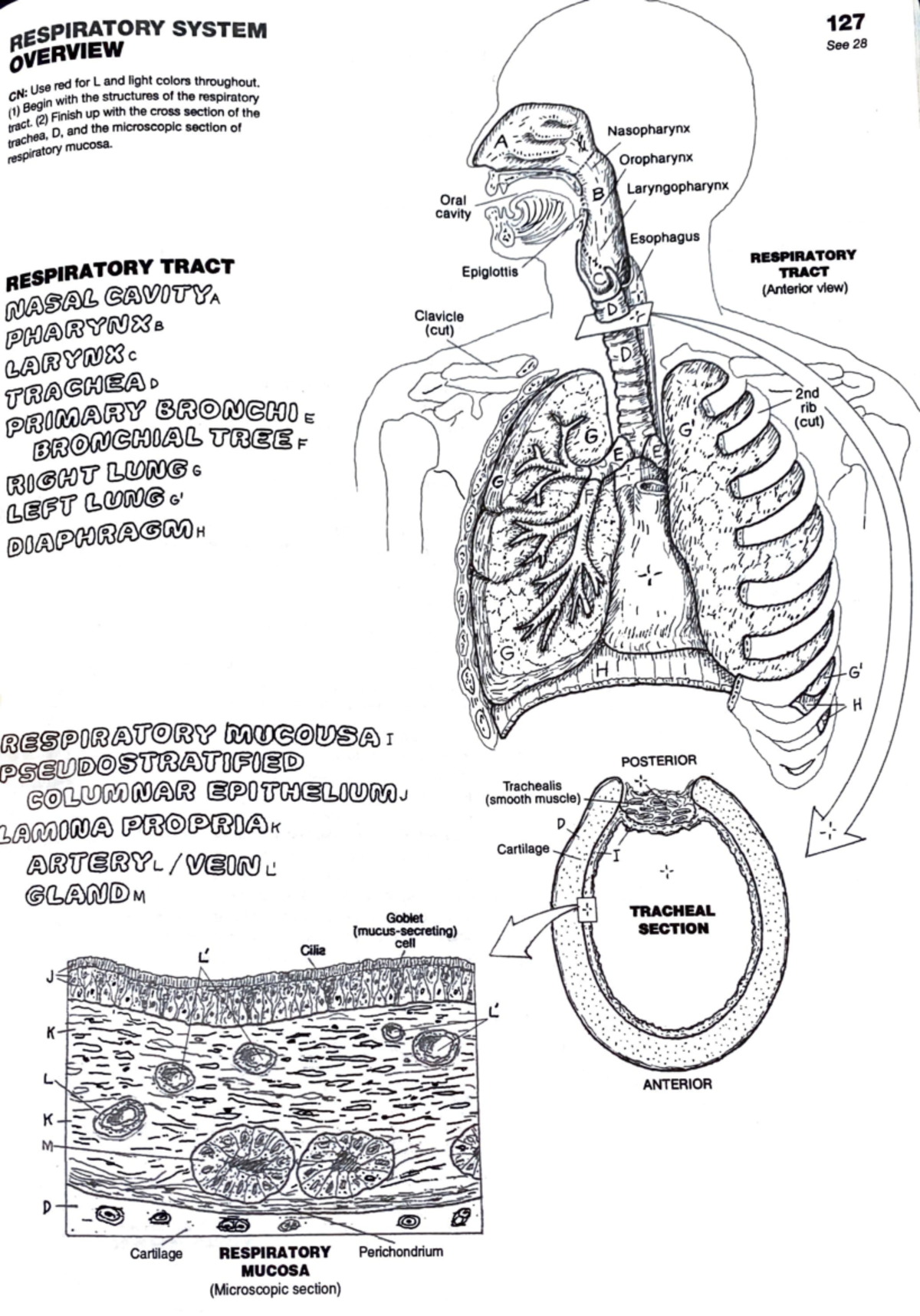Respiratory System Anatomy Colouring - fll:SPIRATORY SYSTEM o\fSRVIEW ...