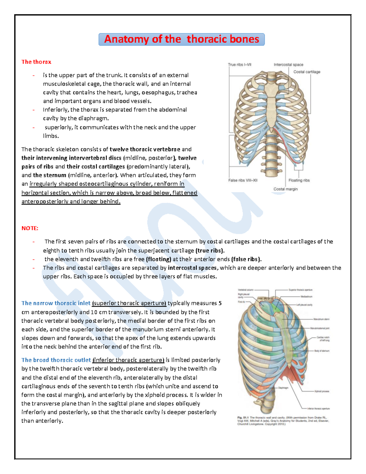 The thorax 1 - The thorax - is the upper part of the trunk. It consists ...