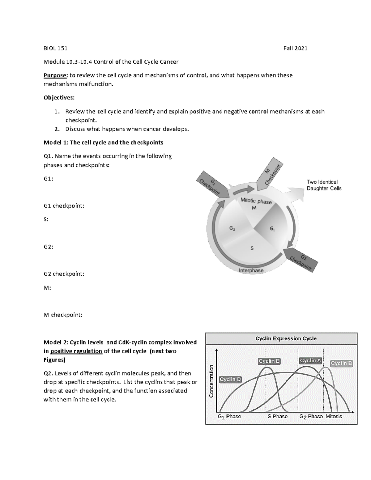 Module 10.3-10.4 Control of Cell Cycle and Cancer Exercise - BIOL 151 ...