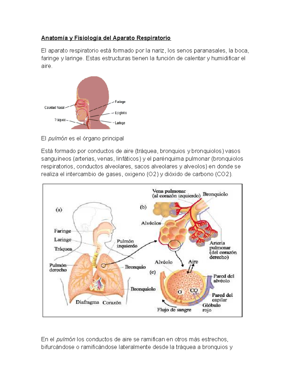 Aparato Respiratorio Anatoma Y Fisiologa Neumologa