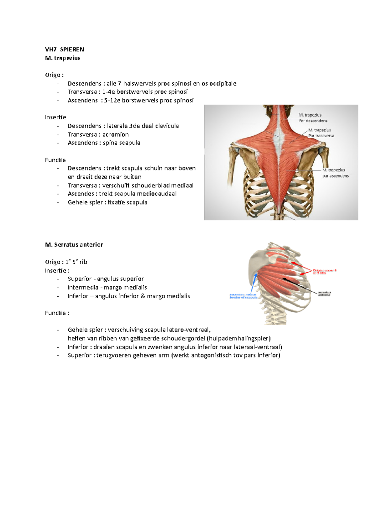 Anatomie P1 spieren - VH7 SPIEREN M. trapezius Origo : - Descendens ...