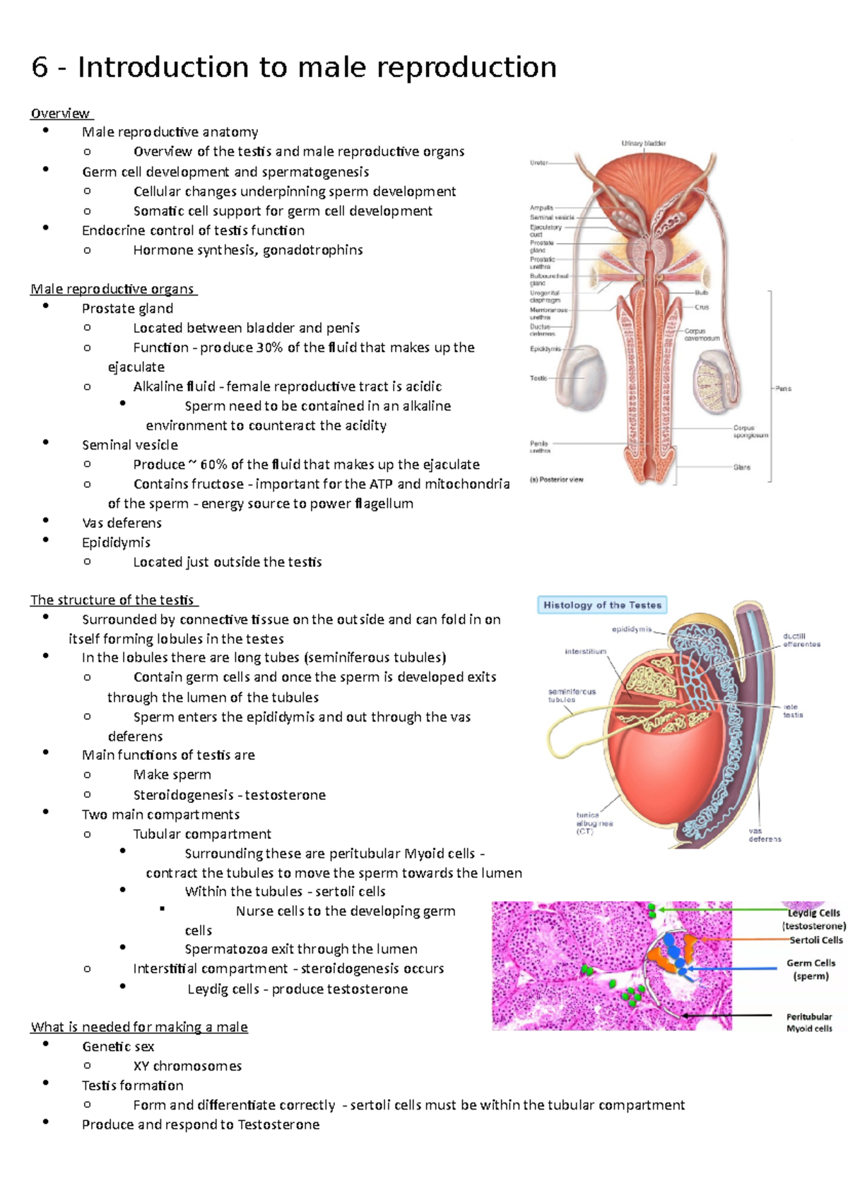 Lecture 6 - Introduction to male reproduction - 6 - Introduction to ...