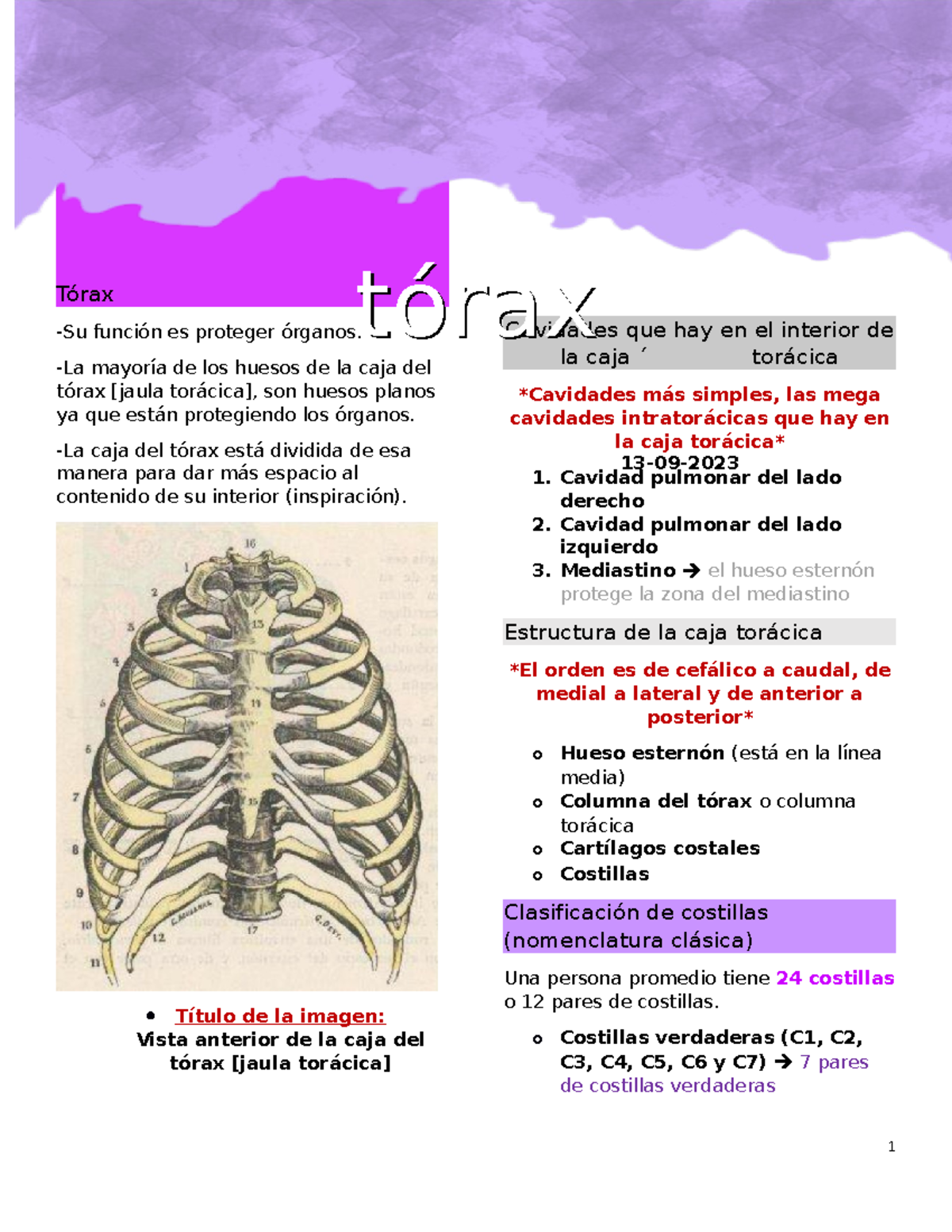 AAS - Tórax - Tórax -Su función es proteger órganos. -La mayoría de los ...