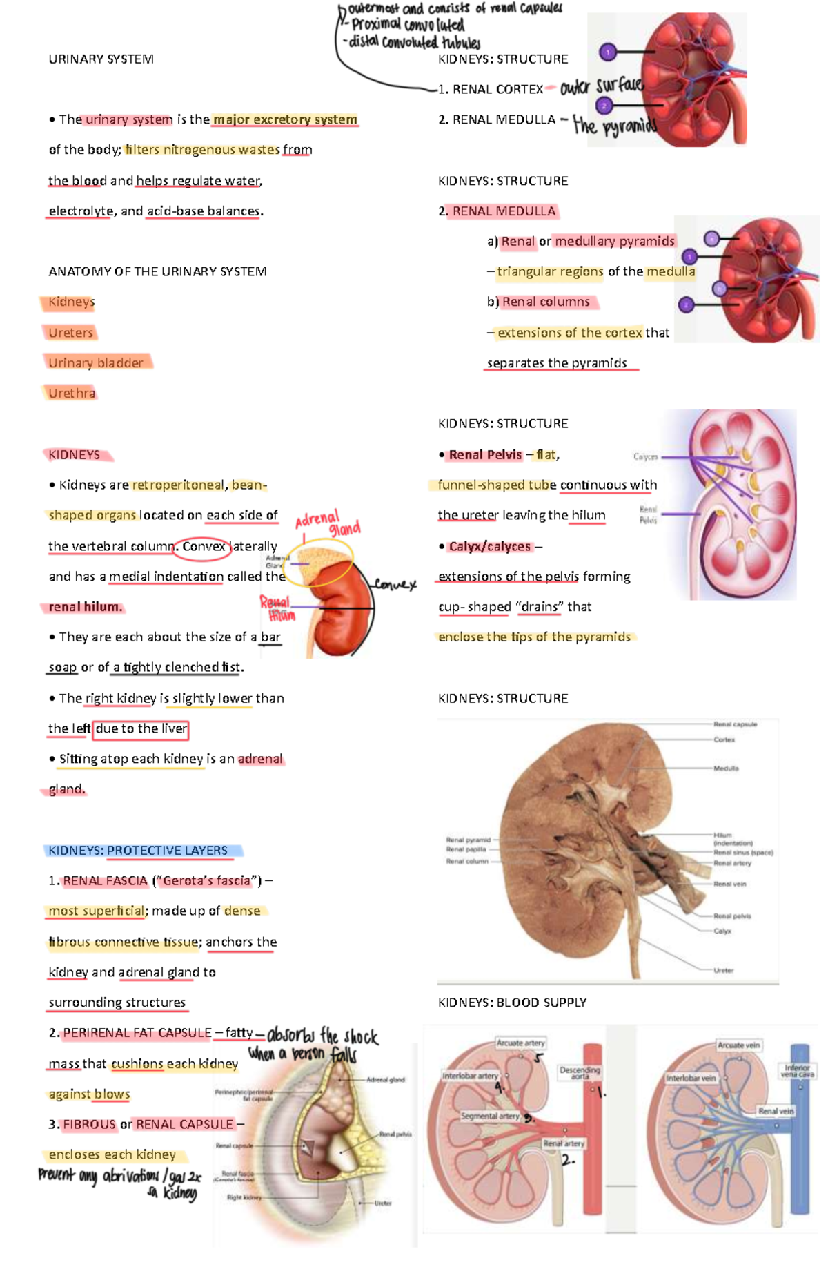 Urinary- System - Summary Medical Laboratory Science - URINARY SYSTEM ...