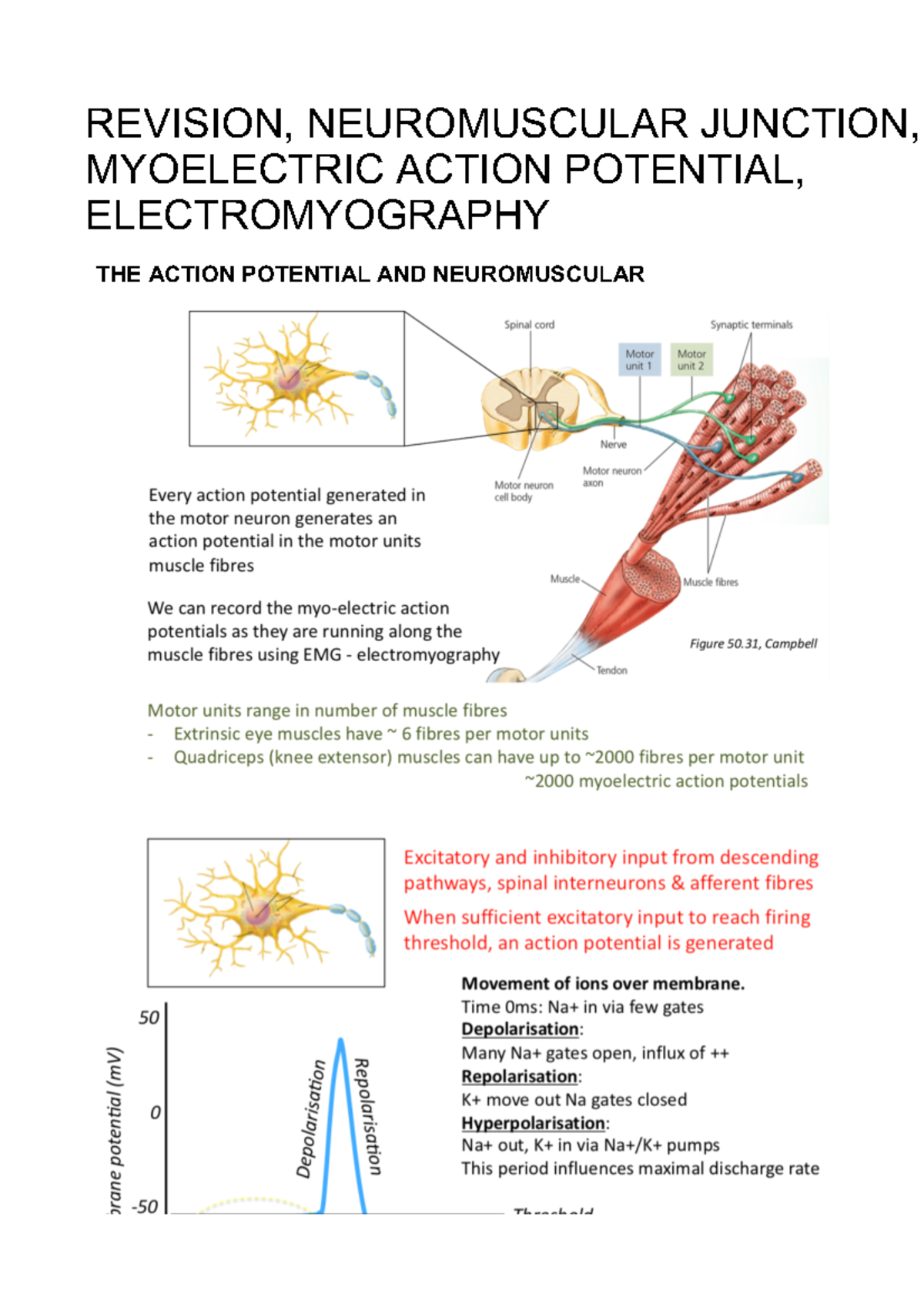 Revision, Neuromuscular Junction, Myoelectric Action Potential ...