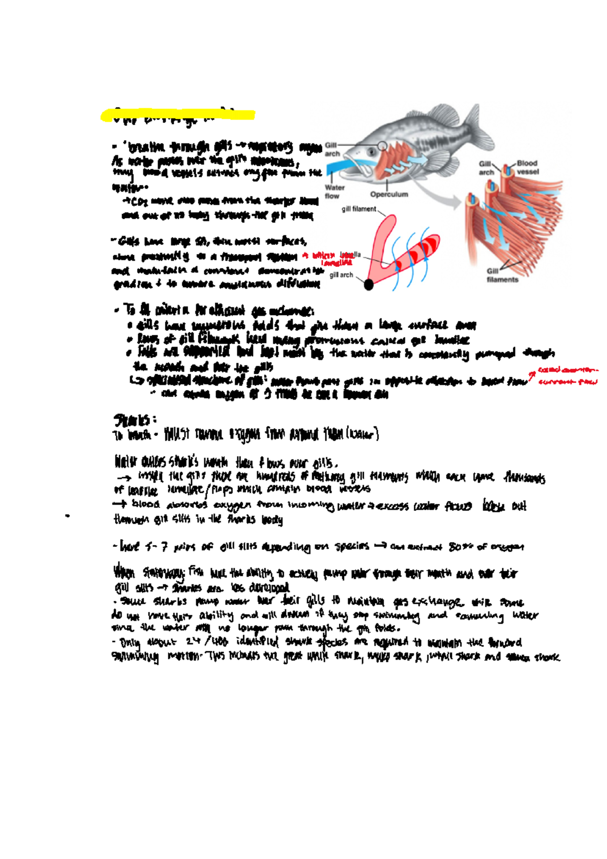 Gas exchange in fish - Studocu