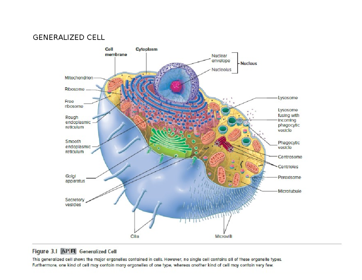 Figures AND Diagrams - pivture of cell - Bachelor of science in nursing ...