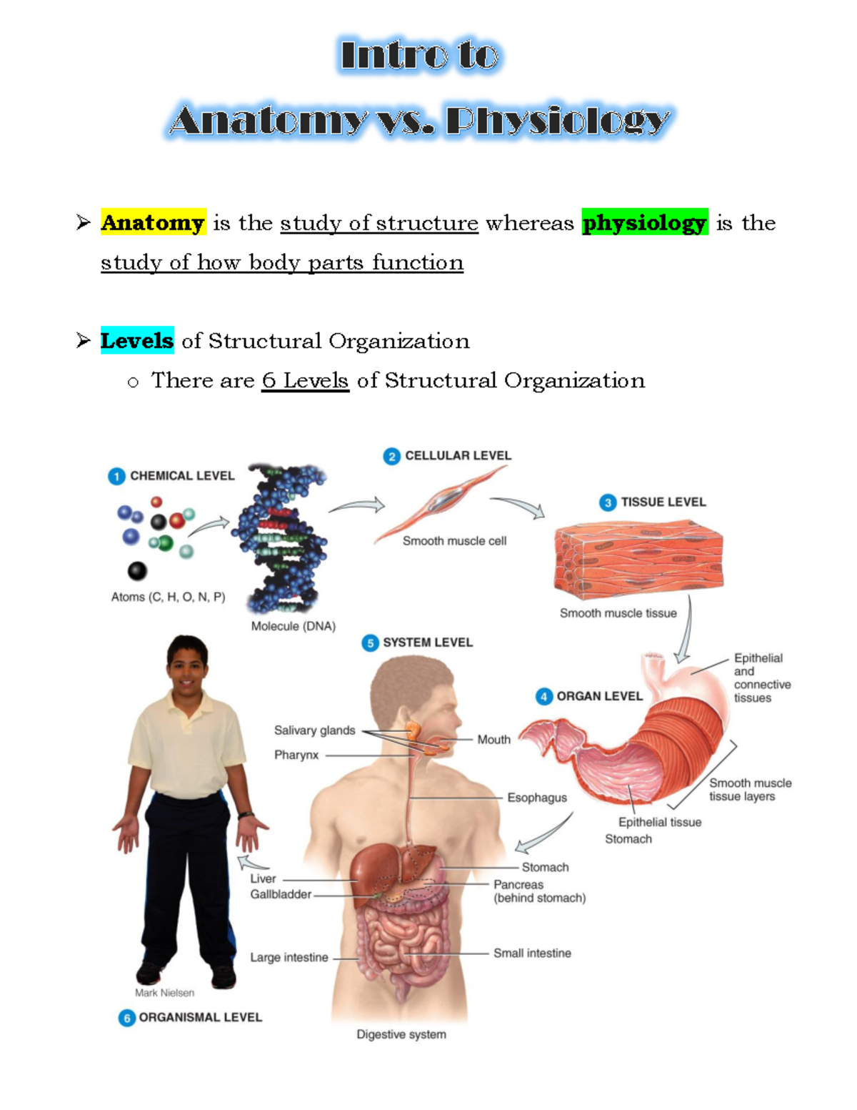 Intro to anatomy and physiology study guide - Anatomy is the study of ...