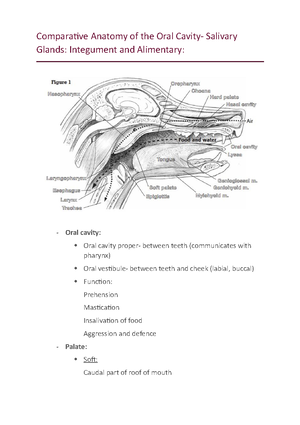 Synovial Joints CRM - Synovial Joints: Cardiovascular, Respiratory and ...