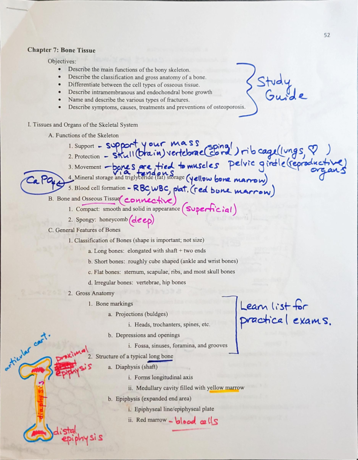 Chapter 7 Notes - BIOL 1551 - Studocu