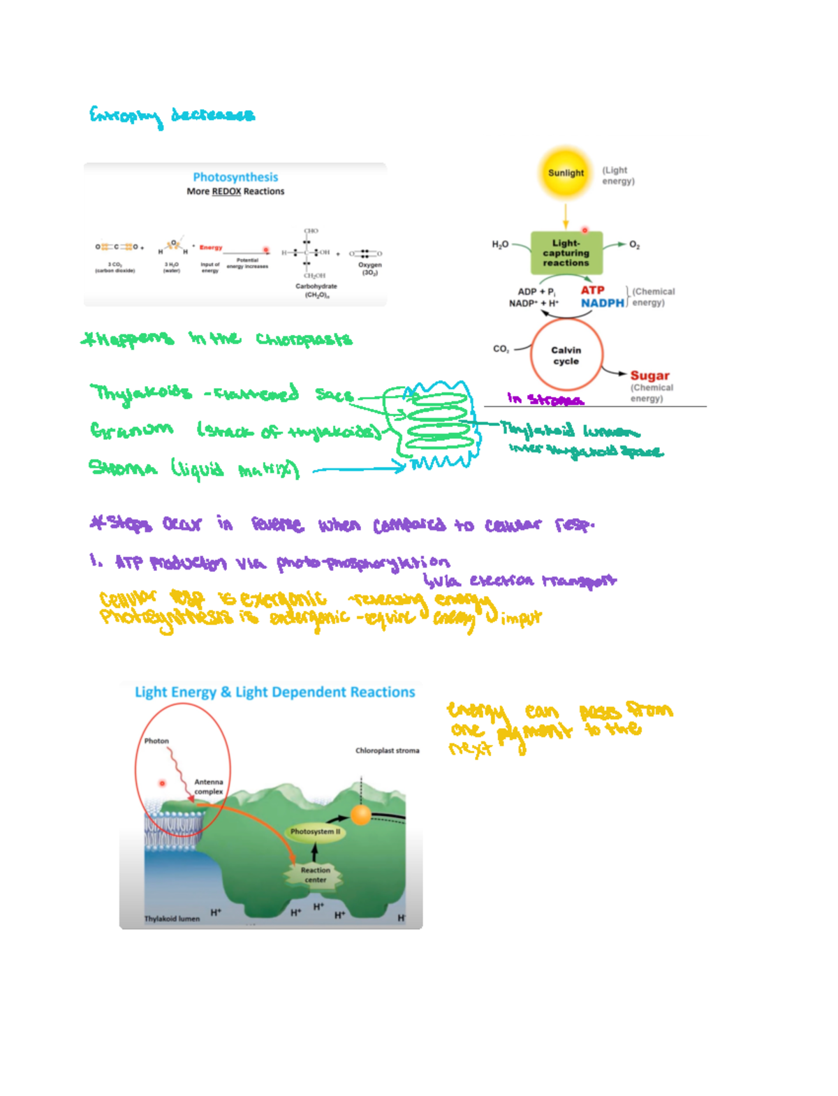 Ch 10 lecture notes photosynthesis - BIO 161 - Studocu
