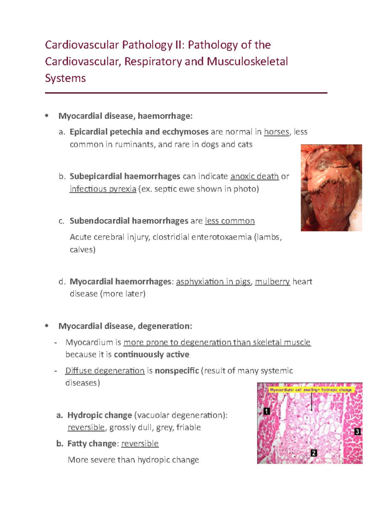 Cardiovascular Pathology II Pcrms - Cardiovascular Pathology II ...