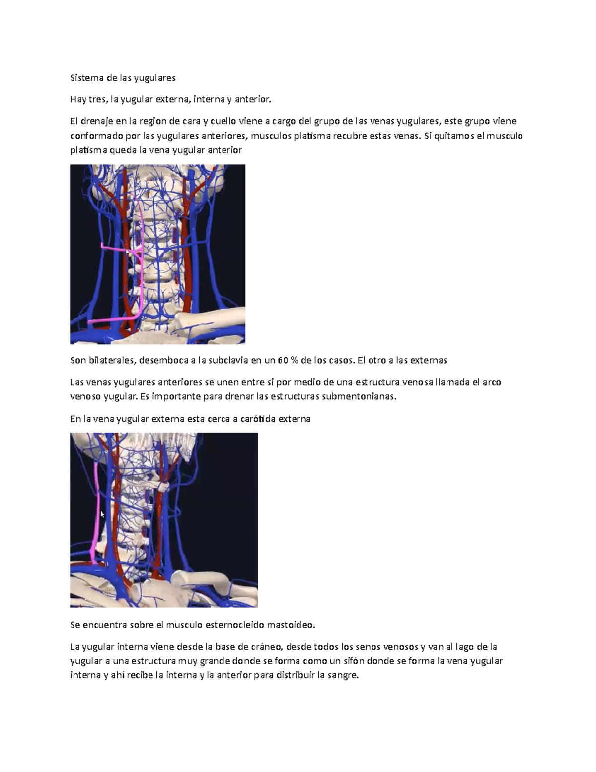Cardiología clase del 26 de agosto - Sistema de las yugulares - Sistema ...
