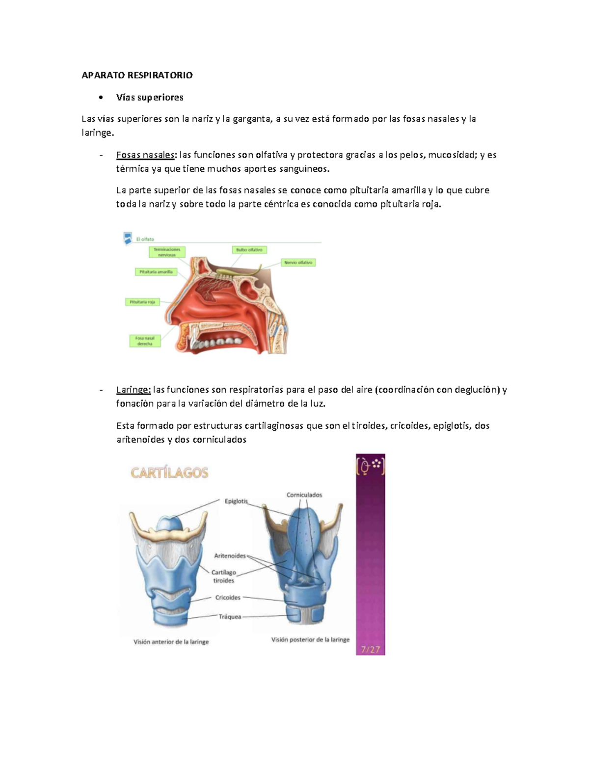 Aparato respiratorio - Warning: TT: undefined function: 32 APARATO RESPIRATORIO Vías superiores ...